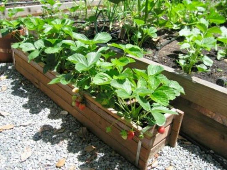 6 XL Evie-2 Everbearing Strawberry Plants- Flavorful, High-yielding ...