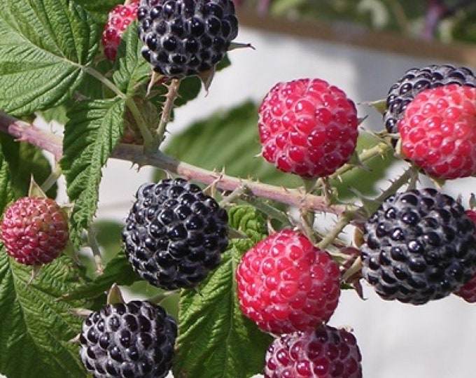 3 Black Raspberry Plants-'bristol", High-producing Early Variety (pack ...