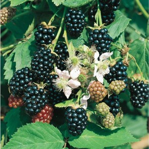 3 Natchez Thornless Blackberry Plants, High Yields of Large, Great Tasting Berries (pack of 3 ...
