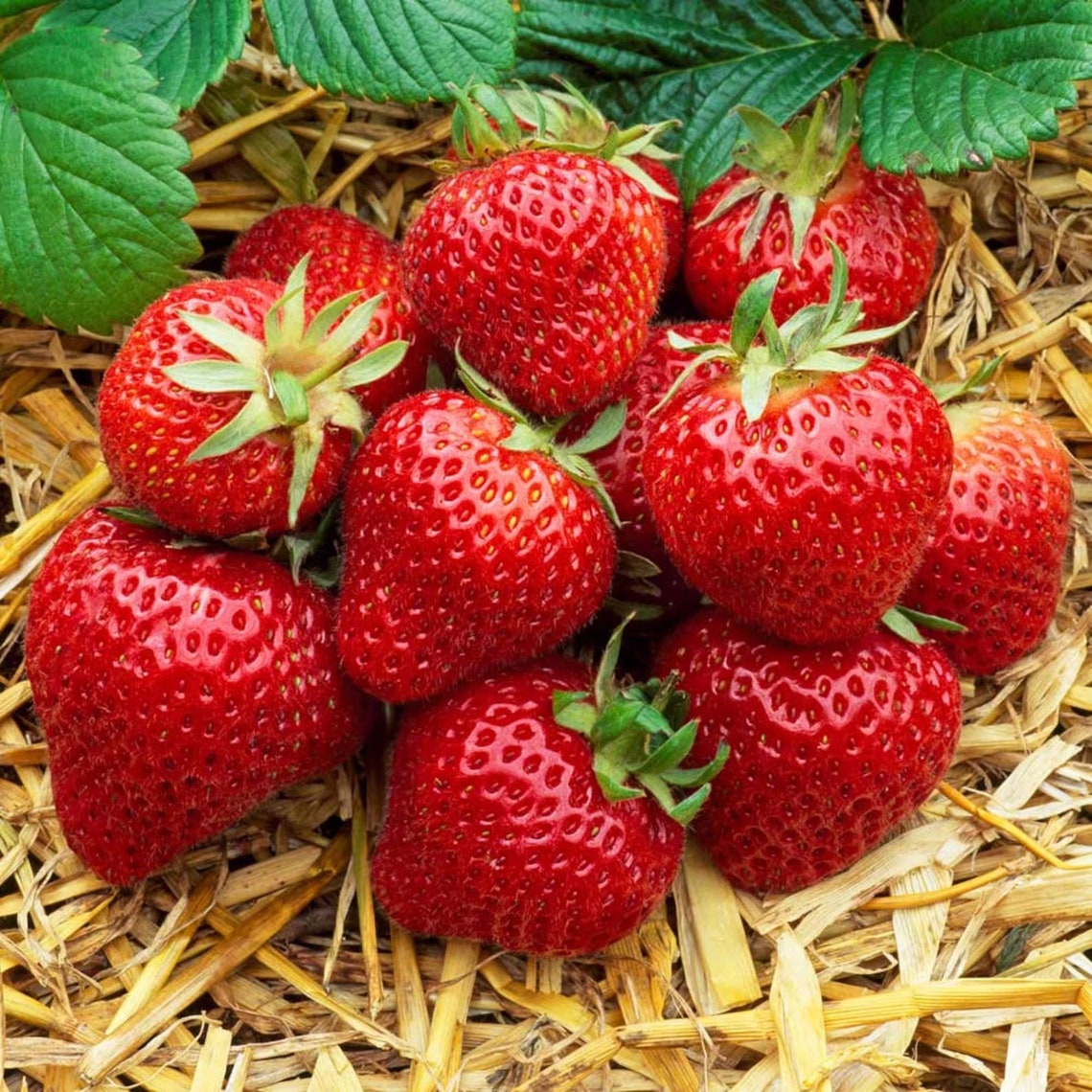 12-100 Eversweet Everbearing Strawberry Plants-super Sweet (bundle of ...