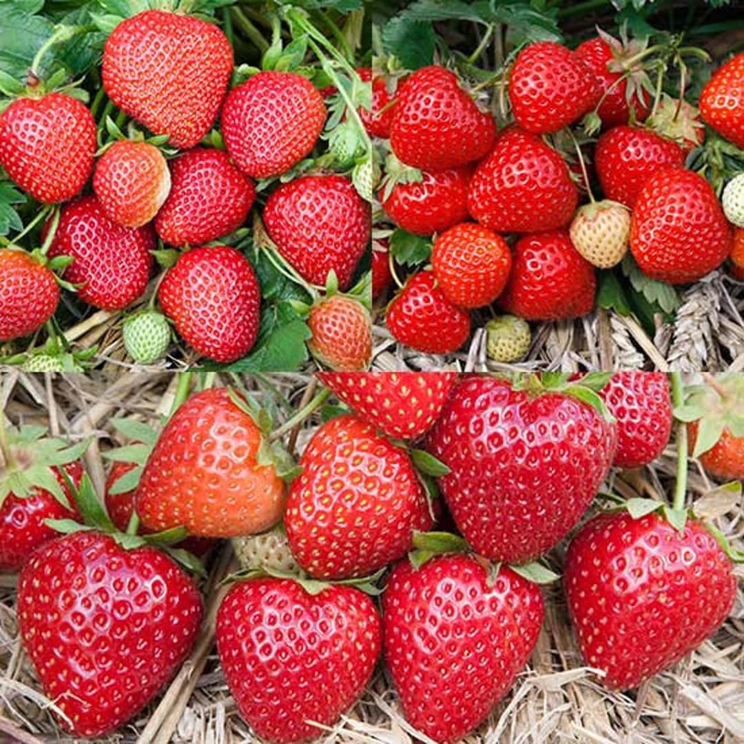 Best Selling Strawberry Collection (pack of 18 Bare Root Plants)- 6 ...