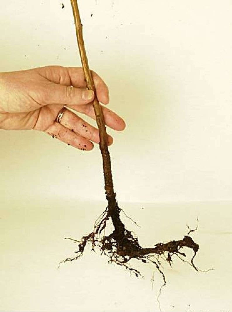 2 Raspberry Plants Joan J Completely Thornless Everbearing | Etsy