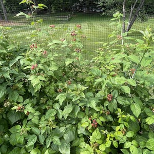 2 Raspberry Plants Joan J - Completely Thornless, Everbearing, High ...