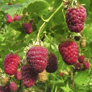 2 Raspberry Plants Joan J - Completely Thornless, Everbearing, High ...