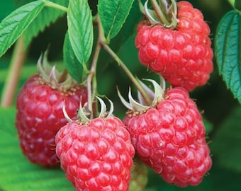 Raspberry Joan J-rootstock Completely Thornless, Everbearing, High ...