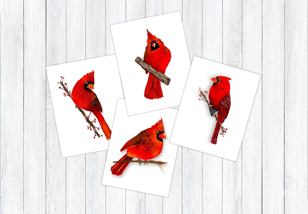Cardinal Note Card Set, Red Cardinal Cards, All Occasion Greeting Cards ...
