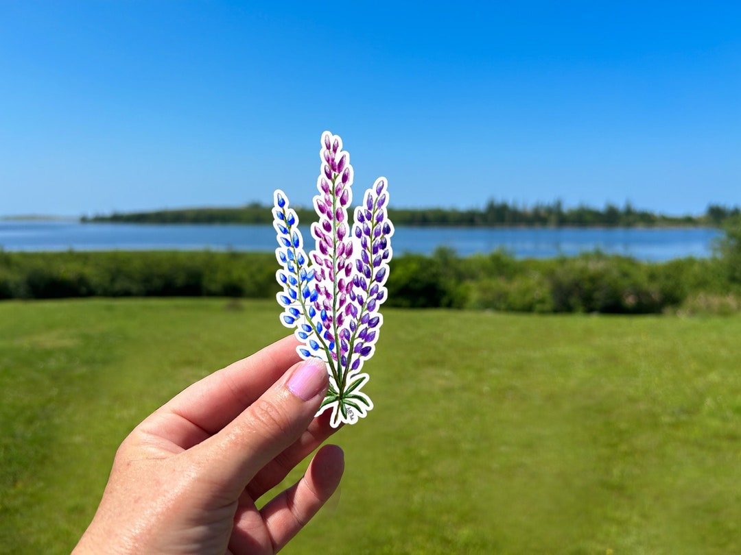 Nova Scotia Lupin Sticker Weatherproof Vinyl Decal Great for Laptop ...