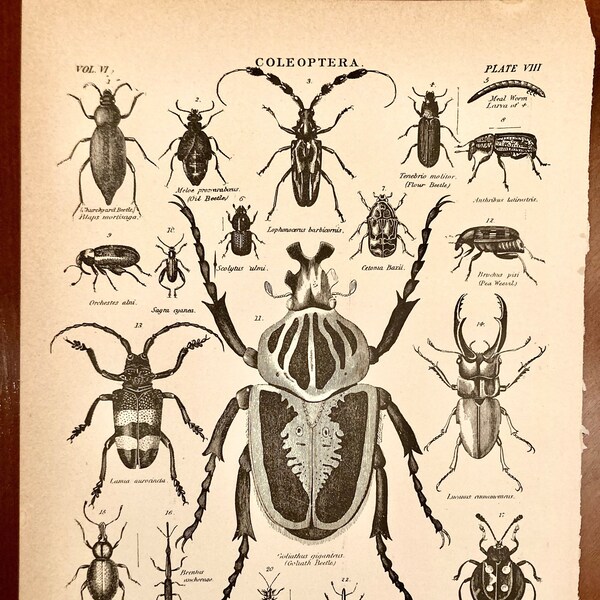 Antique Insect Print - Etsy