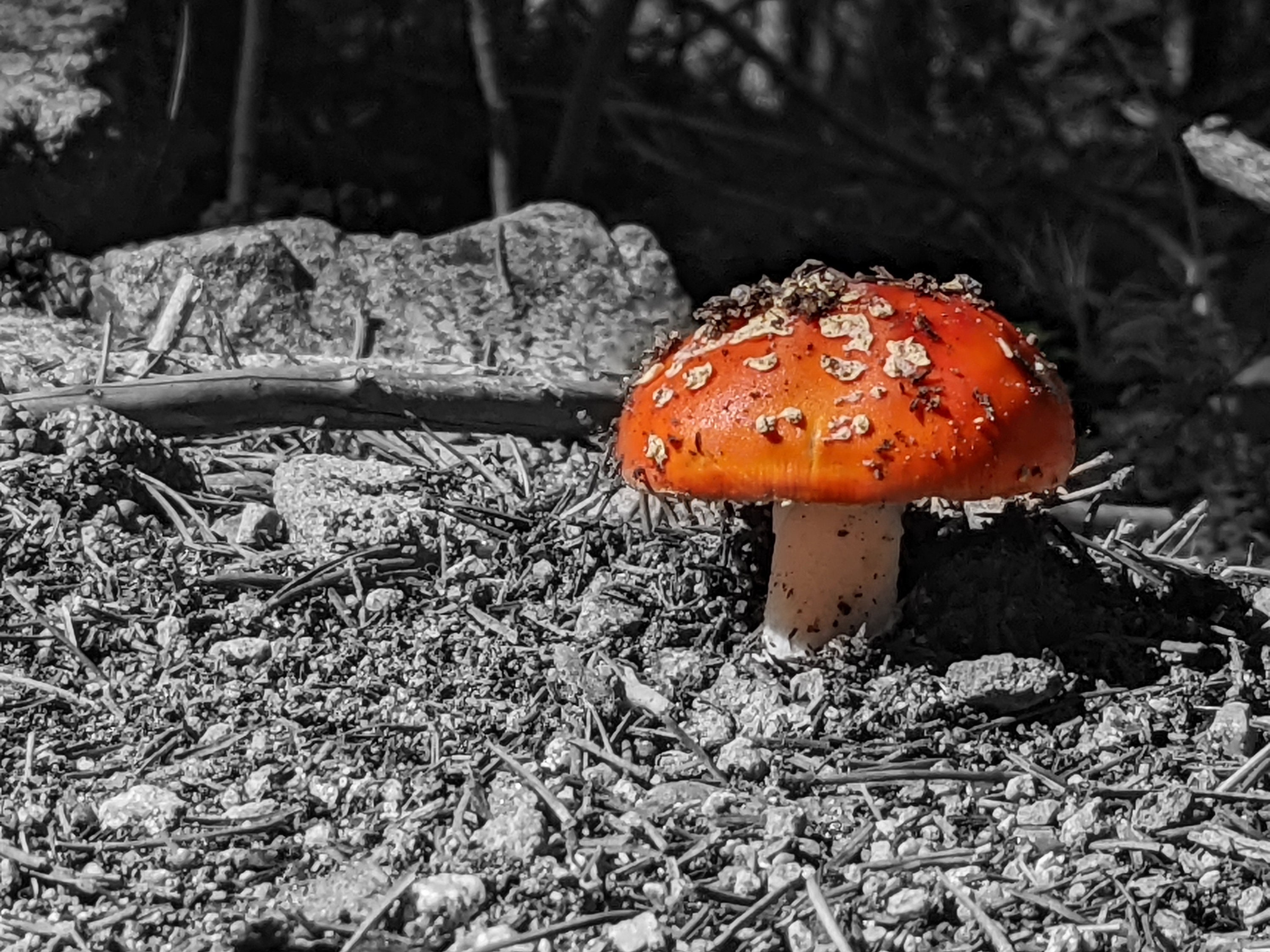 Color Splash Nature Photography