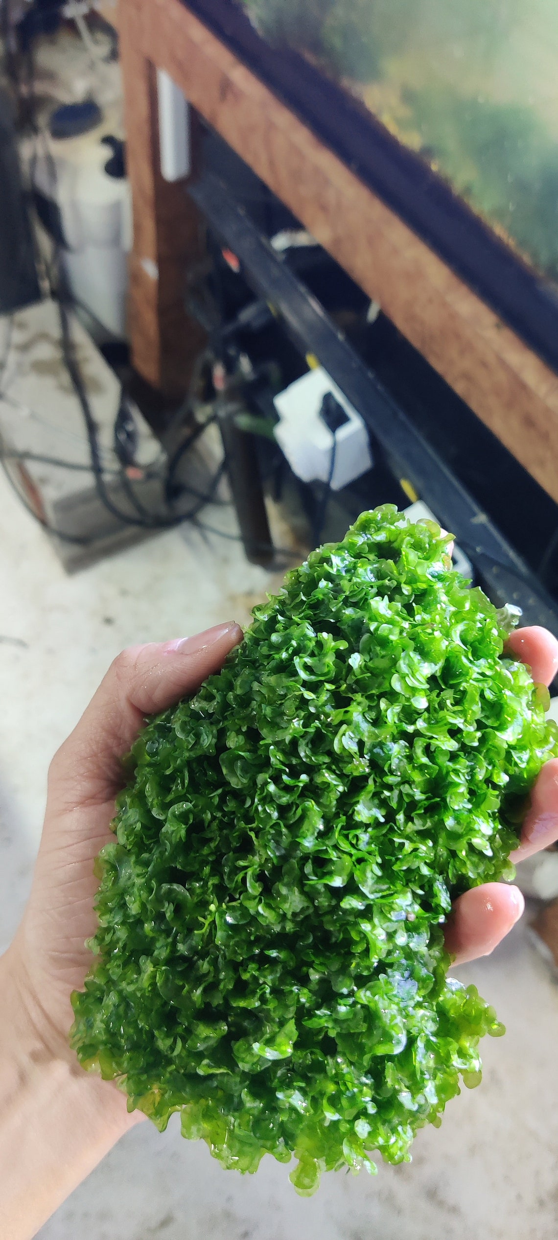 Subwassertang Live Aquarium Plants Large Ear Round Pellia - Etsy