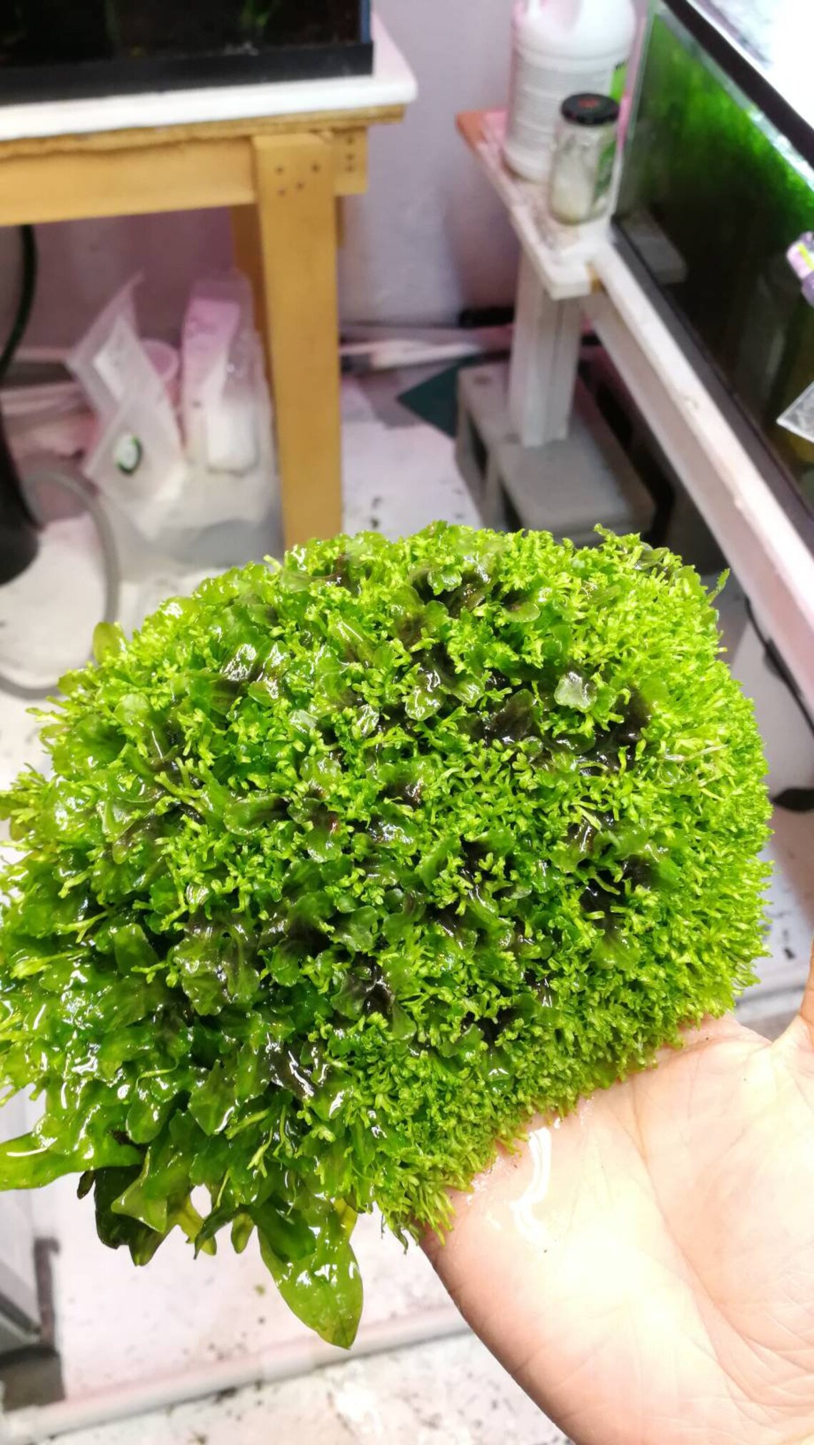 Live aquarium plants Mix moss subwassertang round pelia | Etsy