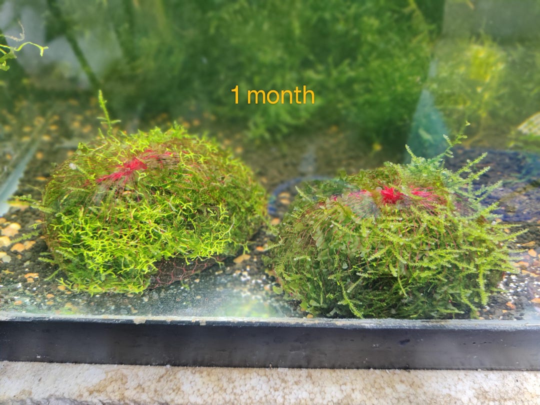 5 Assorted Moss Mixture on a 4*4 In. Coconut Shell, Starter of Mini ...