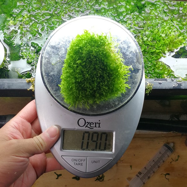 Java Moss - Etsy