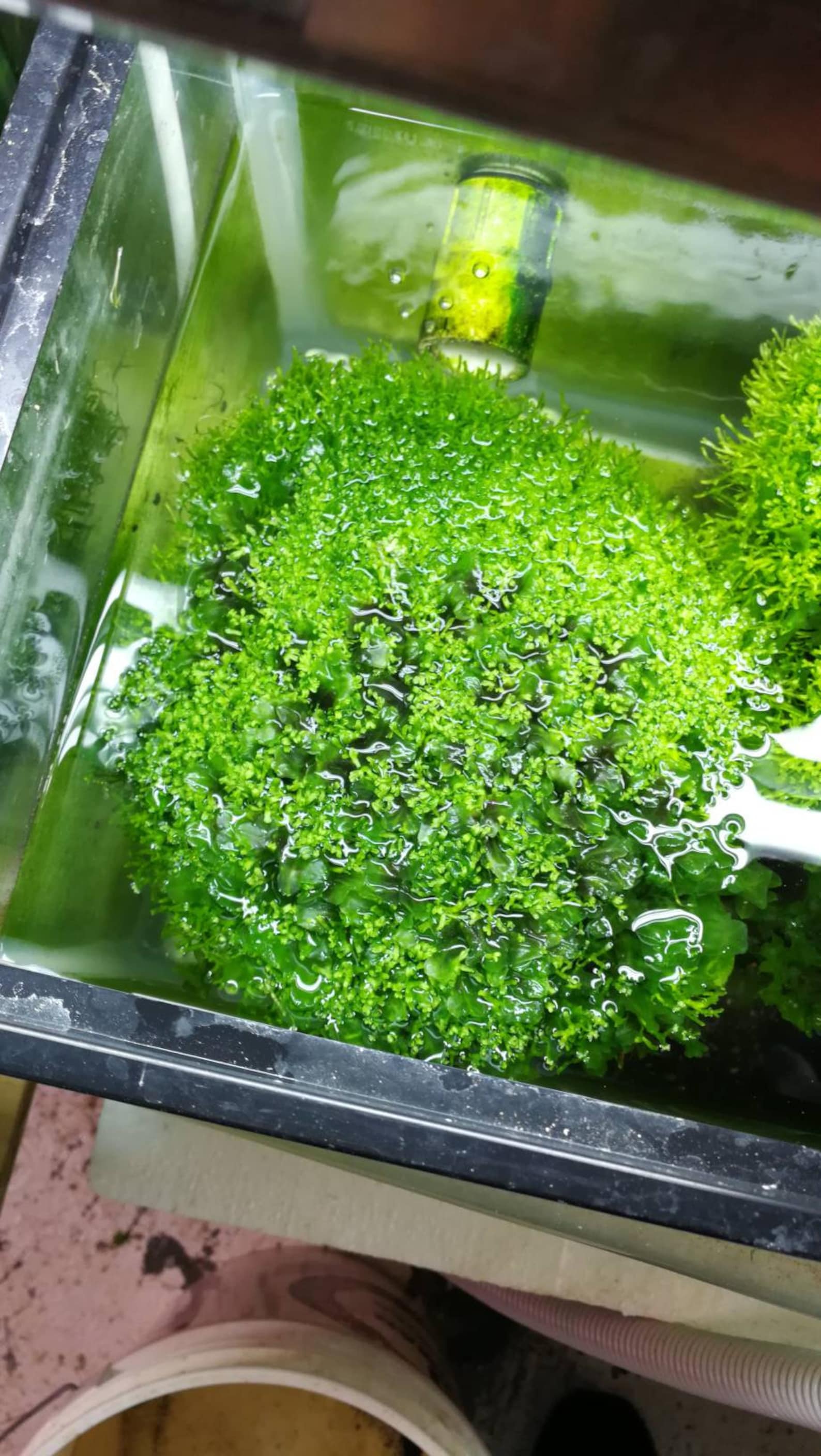 Live aquarium plants Mix moss subwassertang round pelia | Etsy