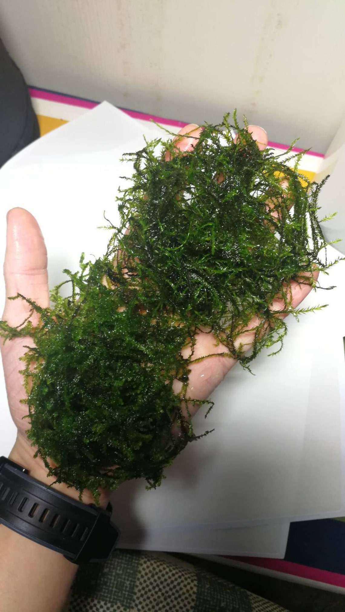 Willow Moss and Mini Taiwan Moss Live Aquarium Plant TWO - Etsy