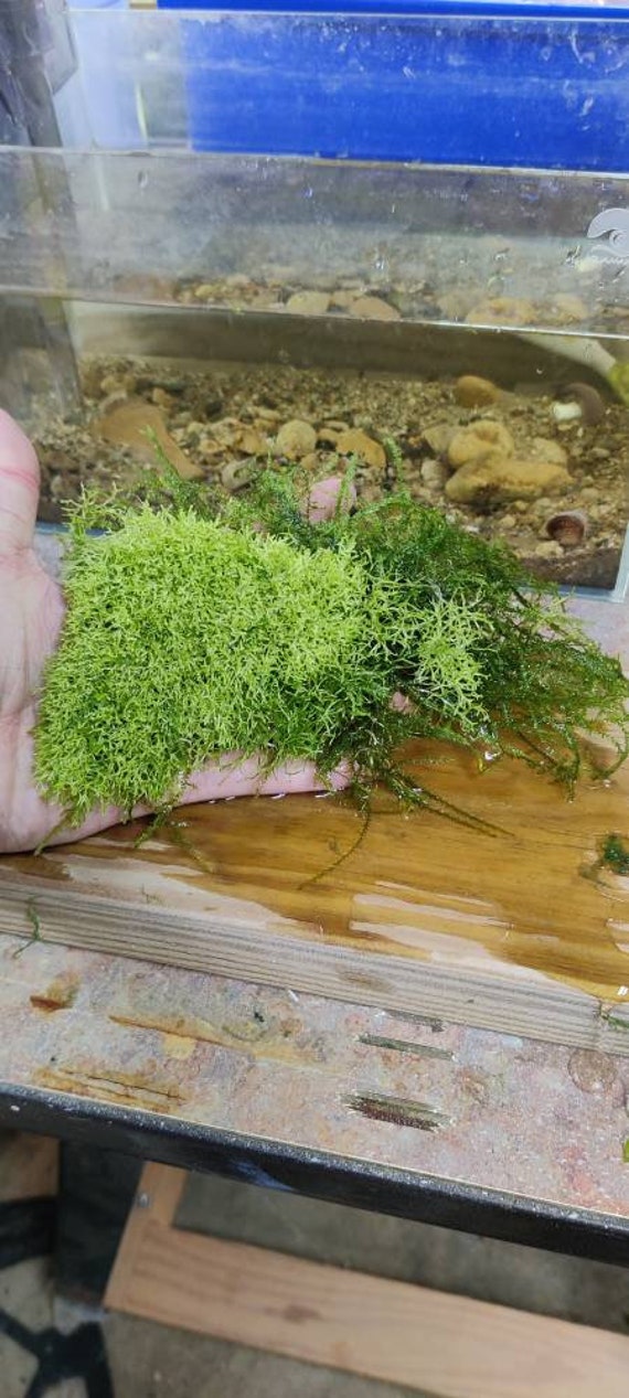 Java Moss Carpet