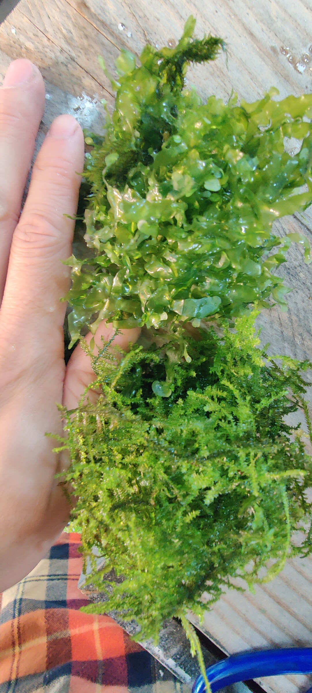 Mini Christmas Moss Subwassertang Live Aquarium Moss - Etsy