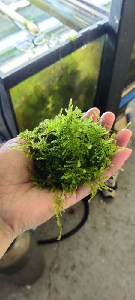 Christmas Moss Emersed