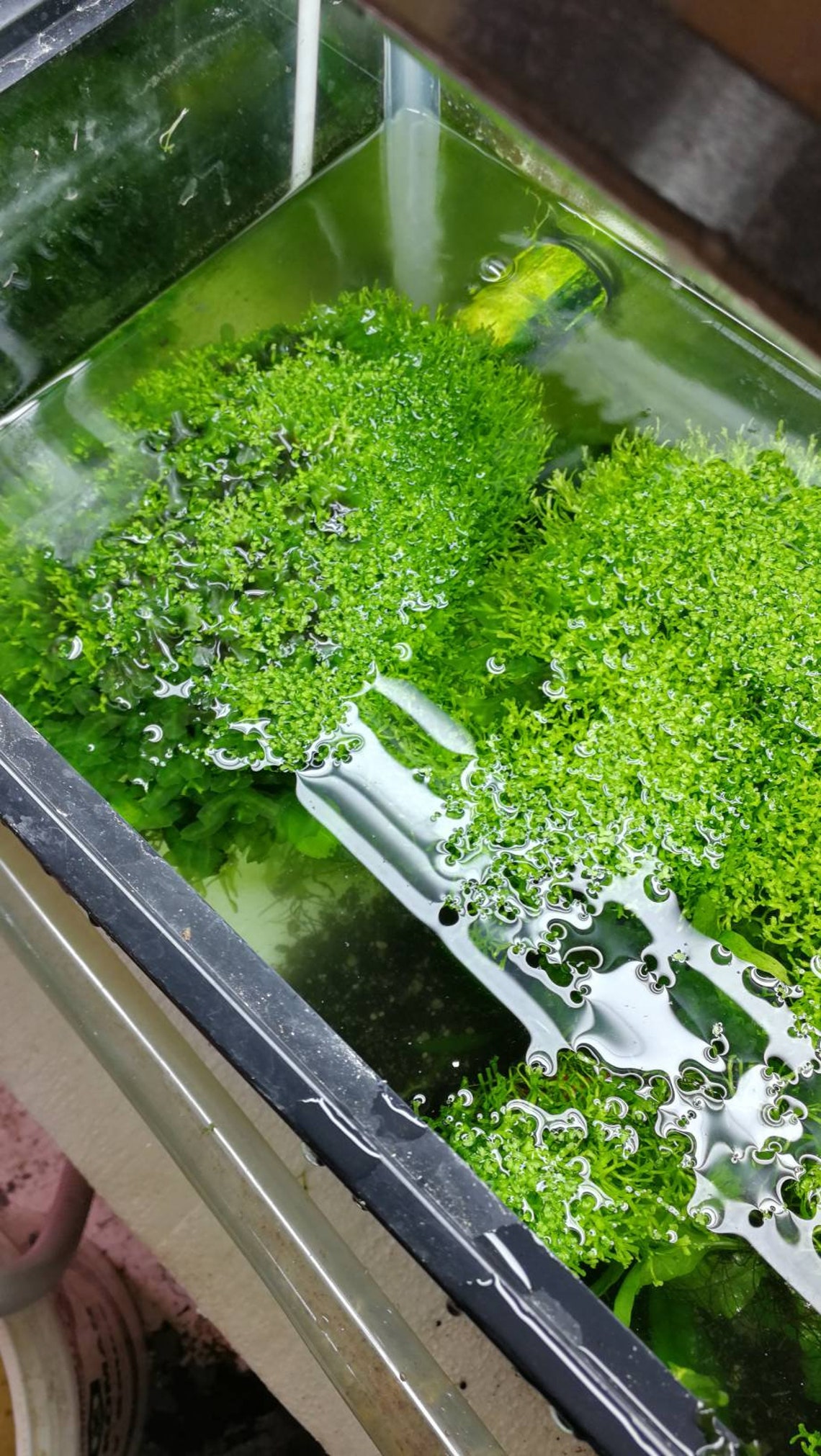 Live aquarium plants Mix moss subwassertang round pelia | Etsy