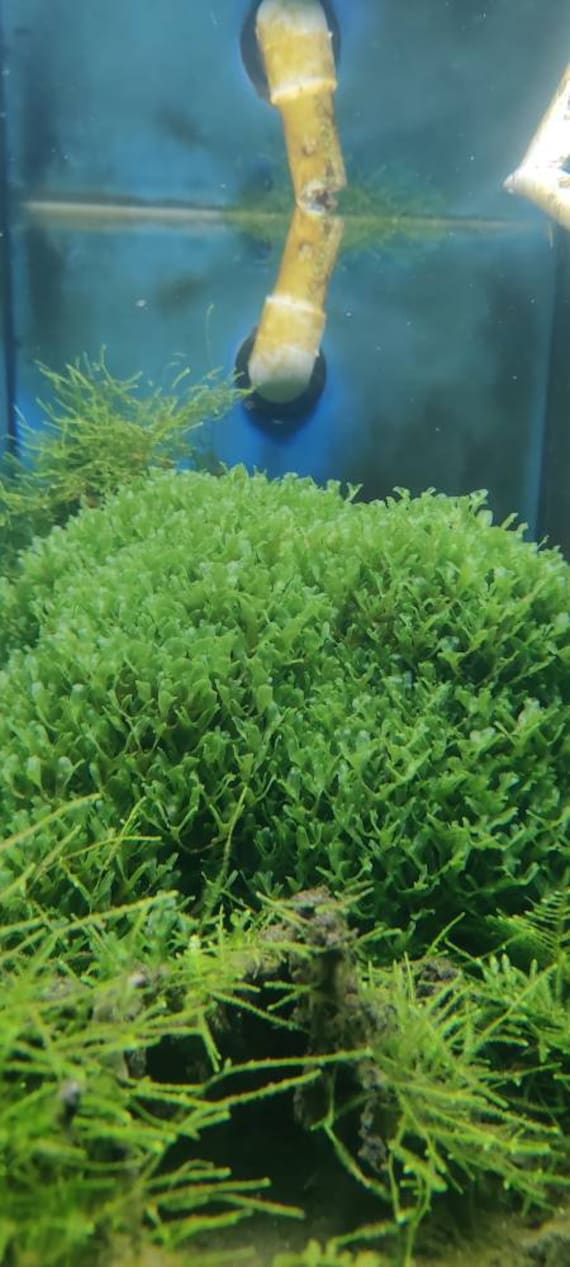 Pellia Monosolenium Tenerum