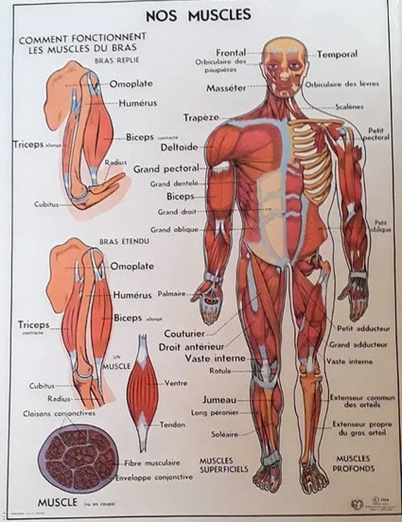Mapa De Anatomía Corporal