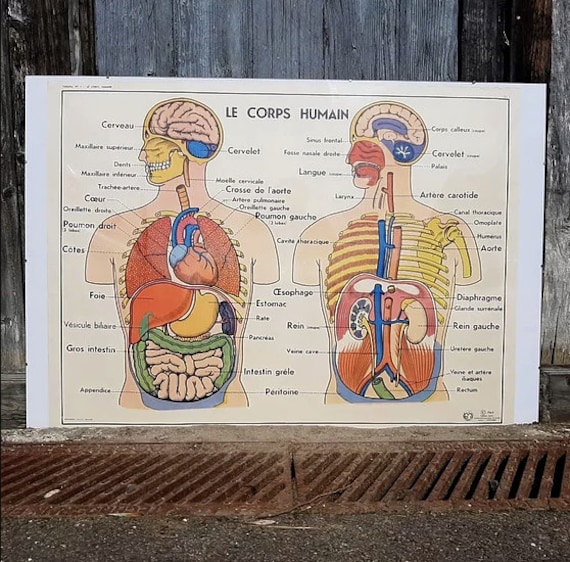 Mapa De Anatomía Corporal Libro Nuevos Mapas Corporales De Las Flores