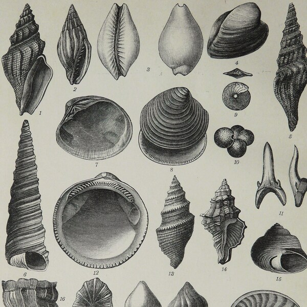 Fossils Print - Etsy