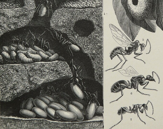 1889 Antique Rare Print of ANTS, INSECTS, Different Species. Entomology ...