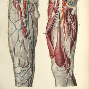 1867 Antique Engraving of HUMAN ANATOMY. PHYSIOTHERAPY. Legs. Surgery ...