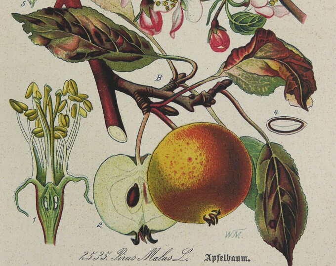 1885 Antique Botanical Print of an APPLE TREE, Fruits, Leaves and ...