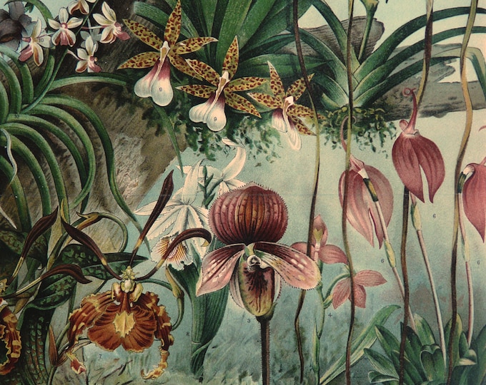 1897 Antique Lithograph of ORCHIDS, Different Species. Orchid Flowers ...