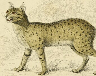 Wild Cat Print | Etsy