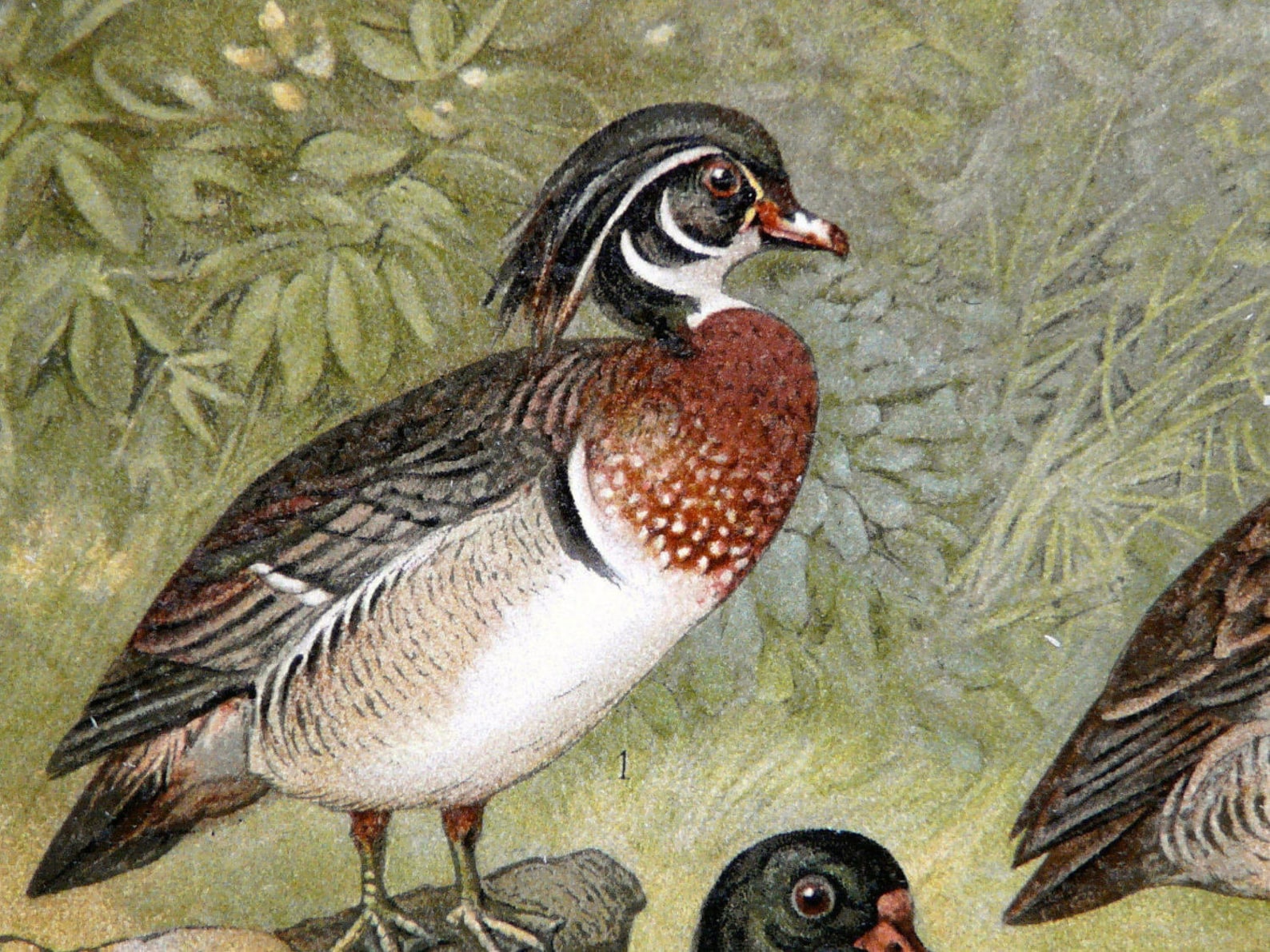 1897 Antique Lithograph of DUCKS Different Species. Hunting. - Etsy