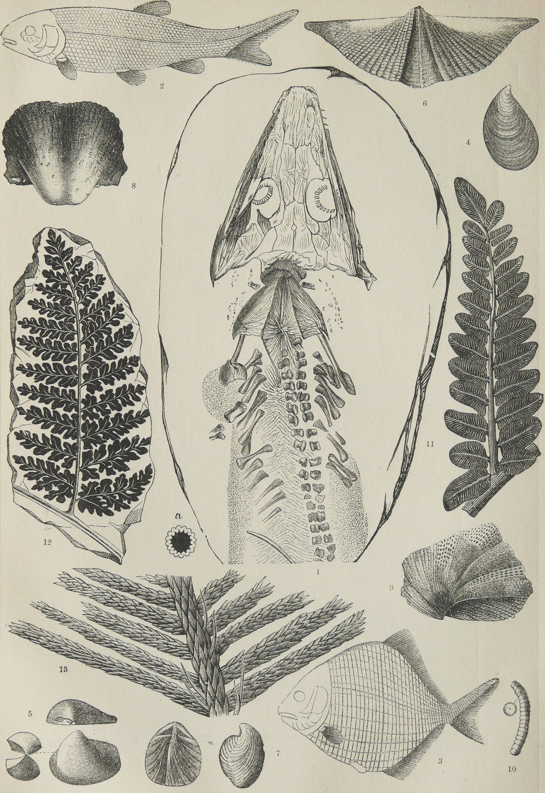 1889 Antique Rare Print of PALEOBOTANY, PALEONTOLOGY. Plant Fossils ...