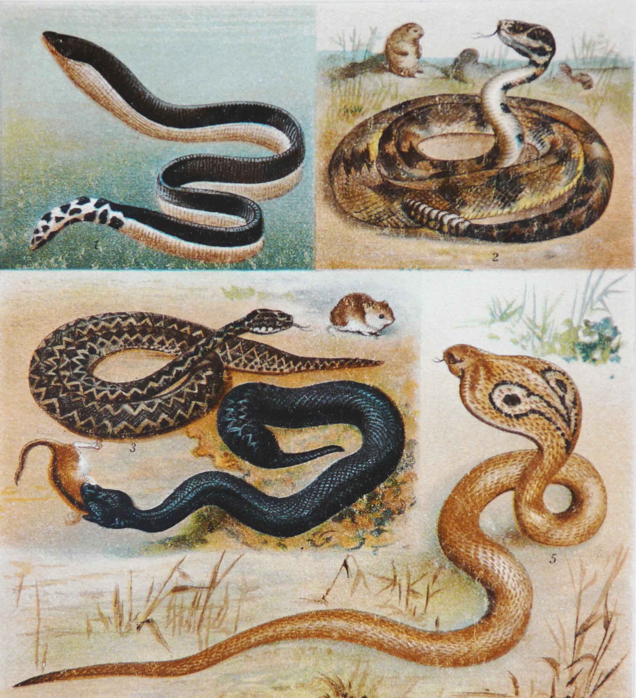 1895 Antique Lithograph of VENOMOUS SNAKES. VIPERS. Coral Snake. Cobra ...