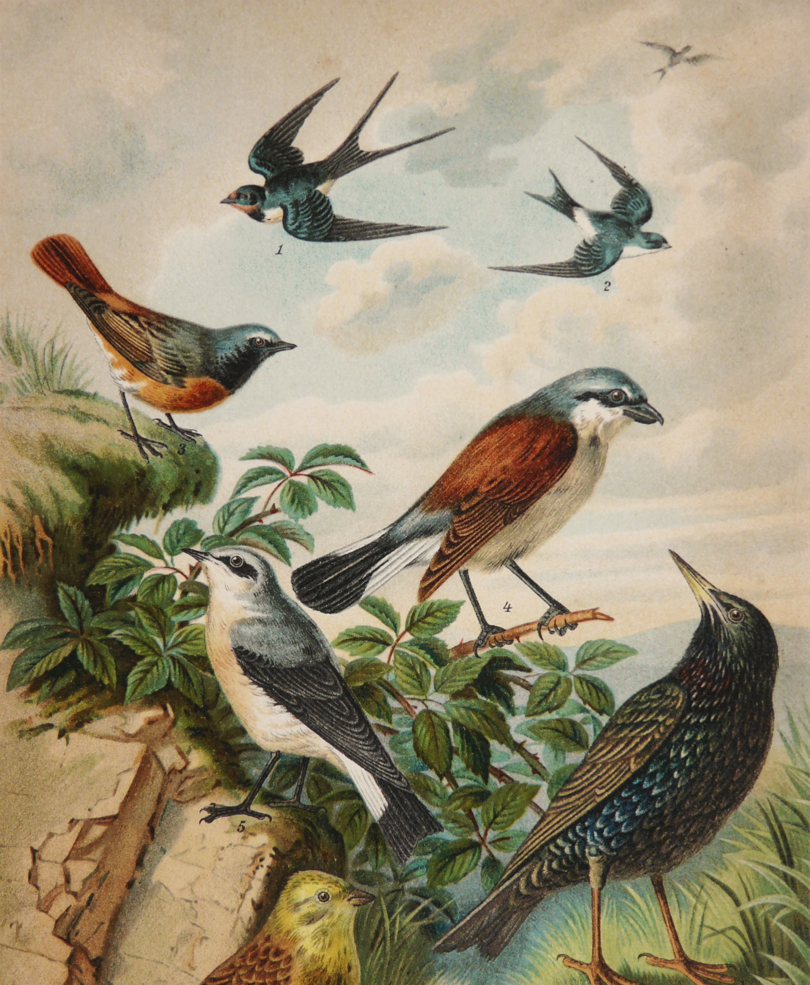 1895 Antique Lithograph of BIRDS Different Species. Swallows. - Etsy