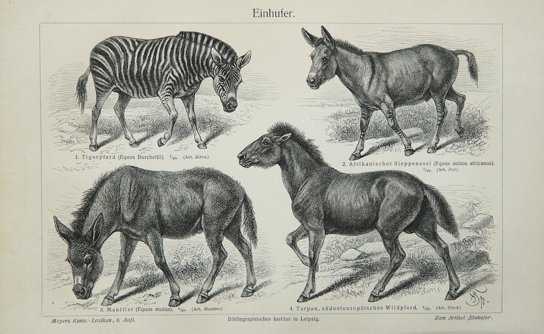 1897 Antique Engraving of HORSE FAMILY. EQUIDAE. Zebra. Donkey. Mule ...