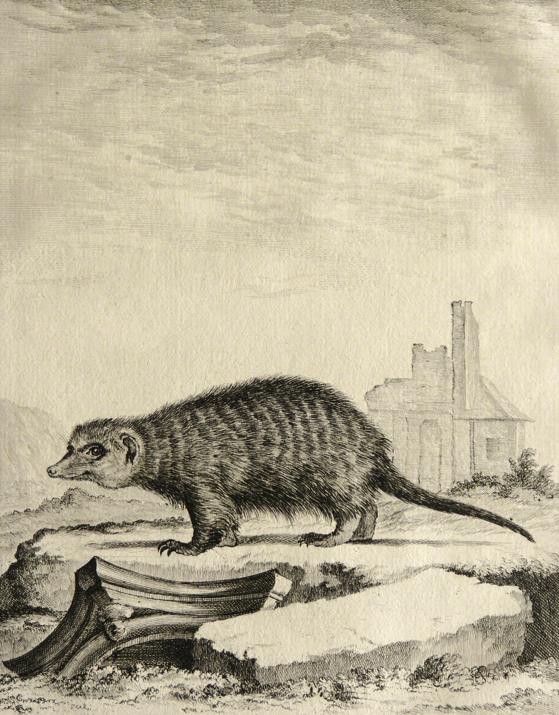 1760 Antique Buffon Copper Engraving of a GROUND SQUIRREL. Speckled ...