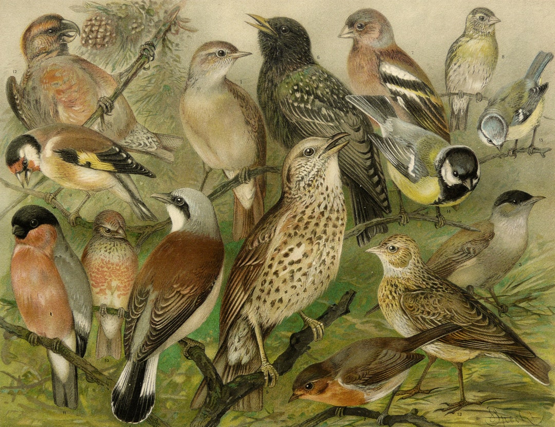 1897 Antique Lithograph of SONGBIRDS, Different Species. Singing Birds ...