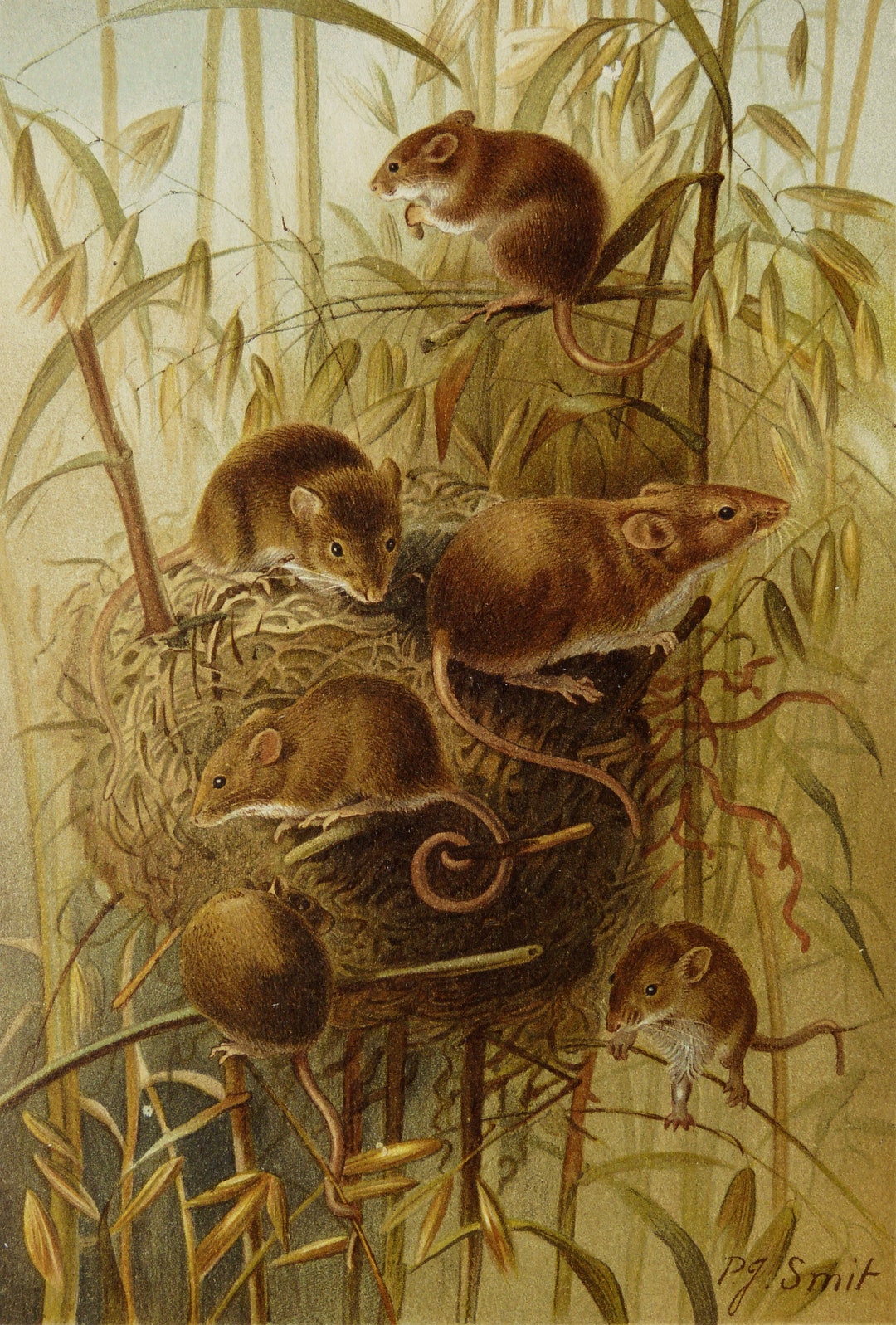 1890 Antique Lithograph of HARVEST MICE. Mini Mouse. 136 Years Old ...