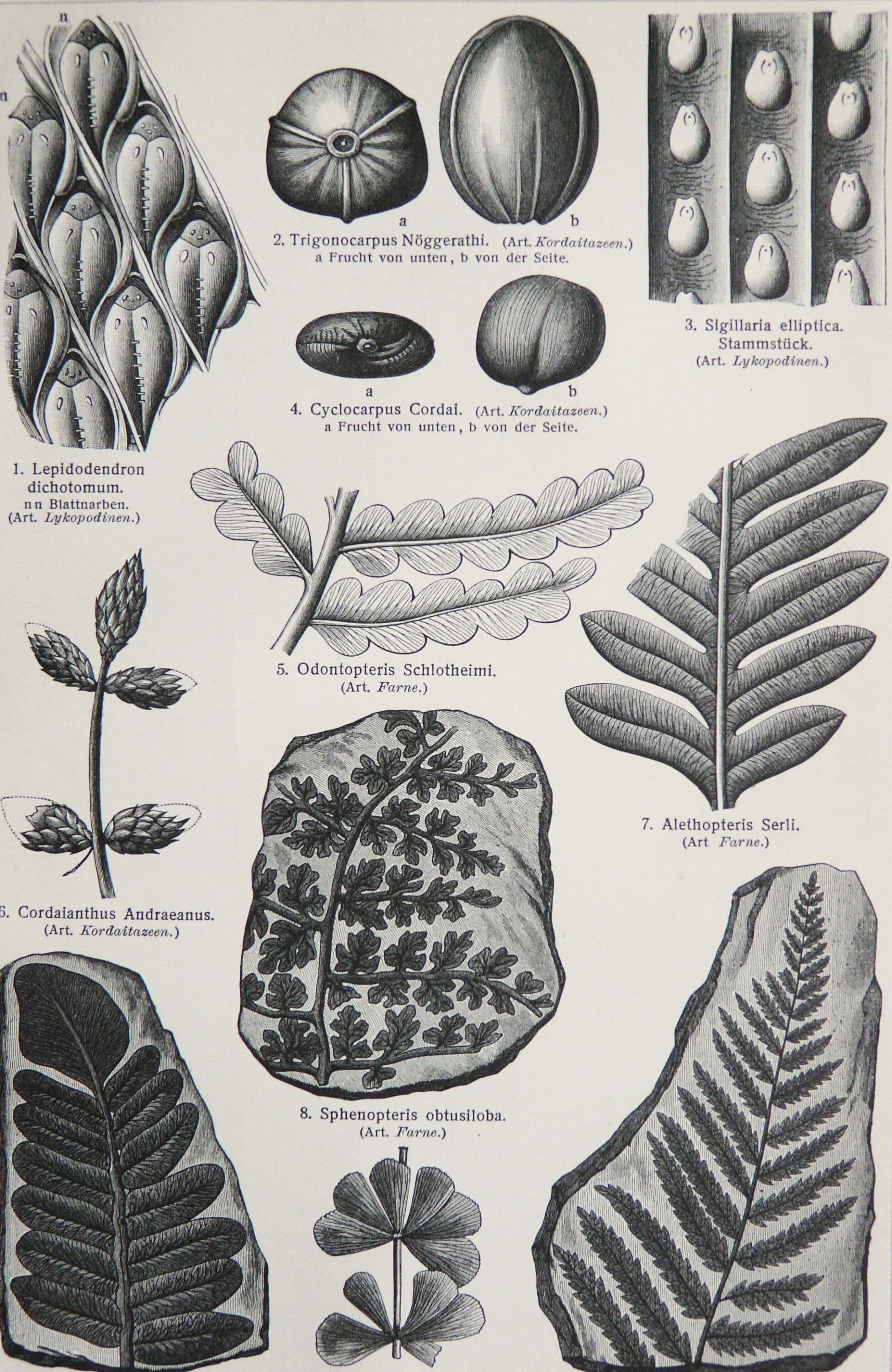 Plant Fossils