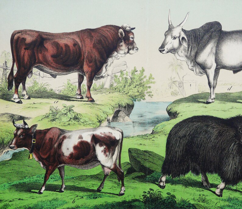 1880 Antique Lithograph of CATTLE, Different Species. Domestic Animals ...