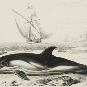 1849 Antique Lithograph of a DOLPHIN. Marine Mammals. Sea Life ...