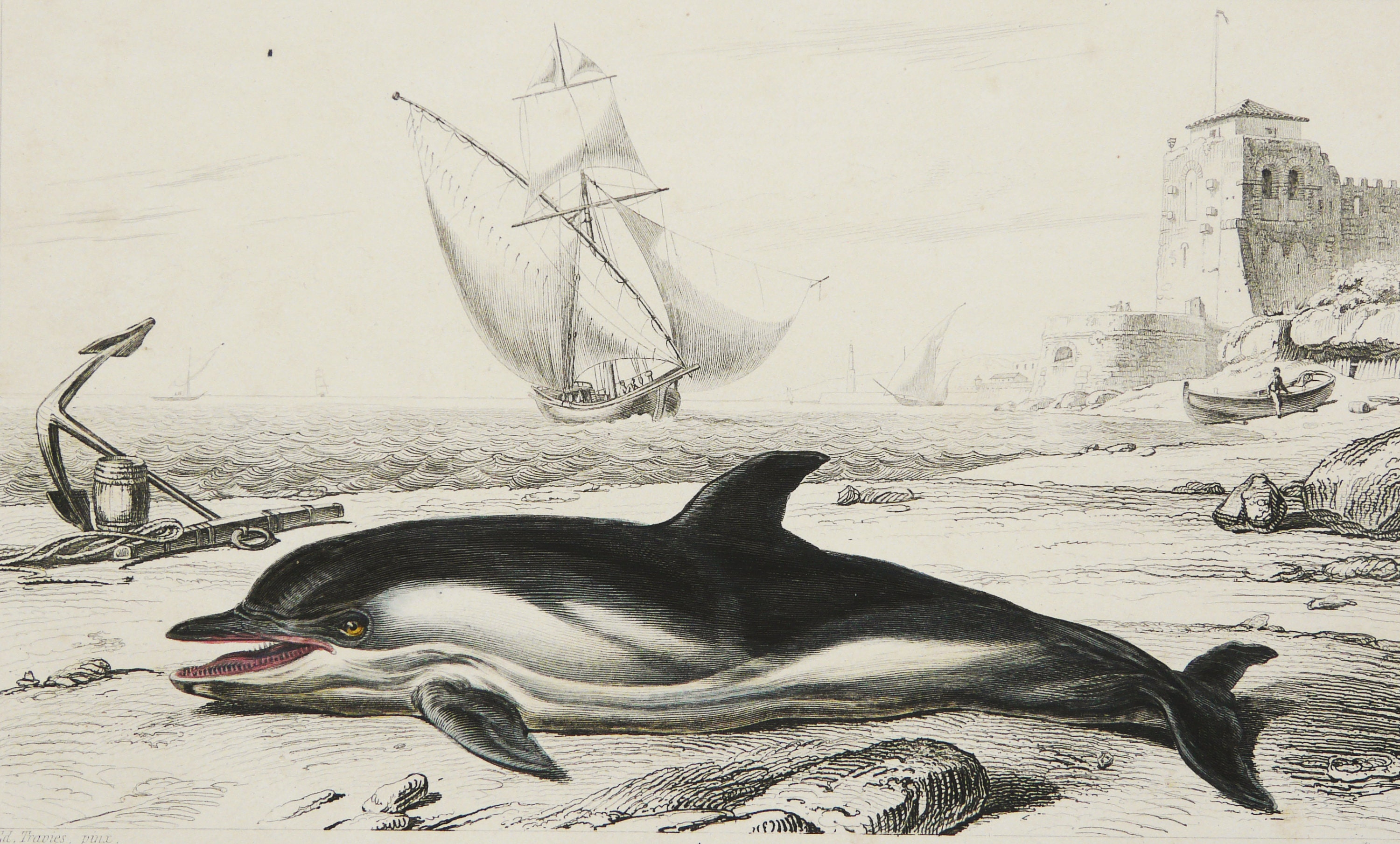 1849 Antique Lithograph of a DOLPHIN. Marine Mammals. Sea Life ...