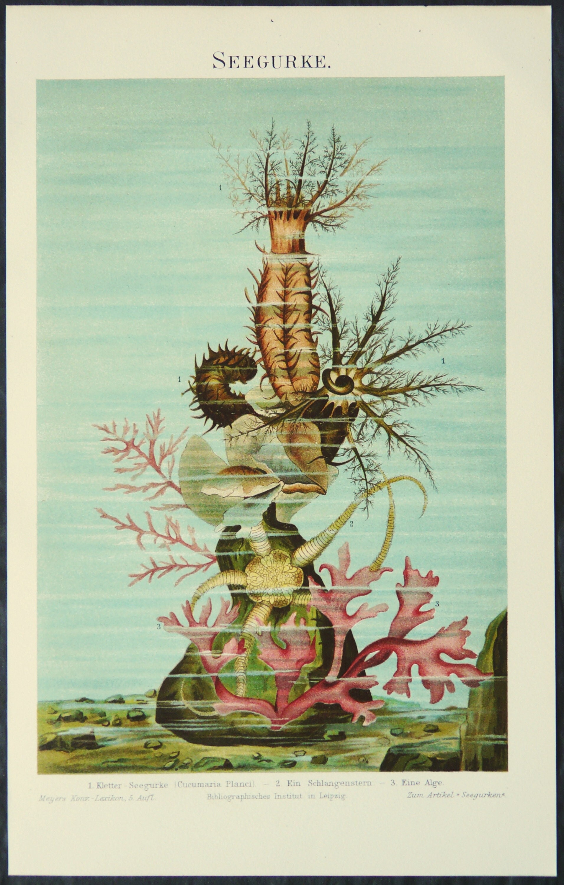 1897 Antique Lithograph of SEA LIFE. Algae. Seaweed. Corals. - Etsy