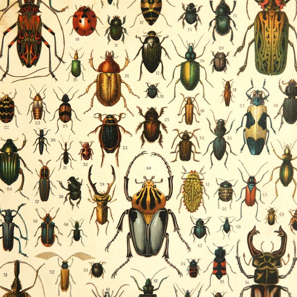 Entomology Print - Etsy