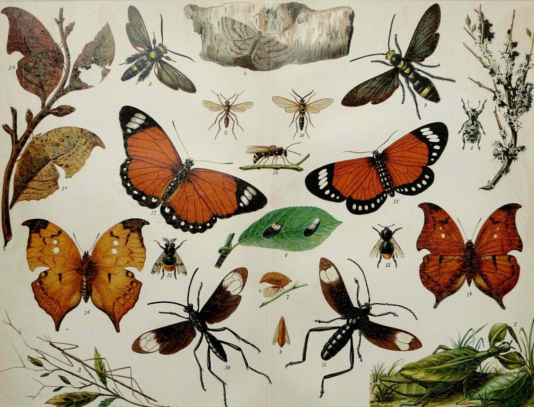 1895 Antique Lithograph of BUTTERFLIES, INSECTS, Different Species ...