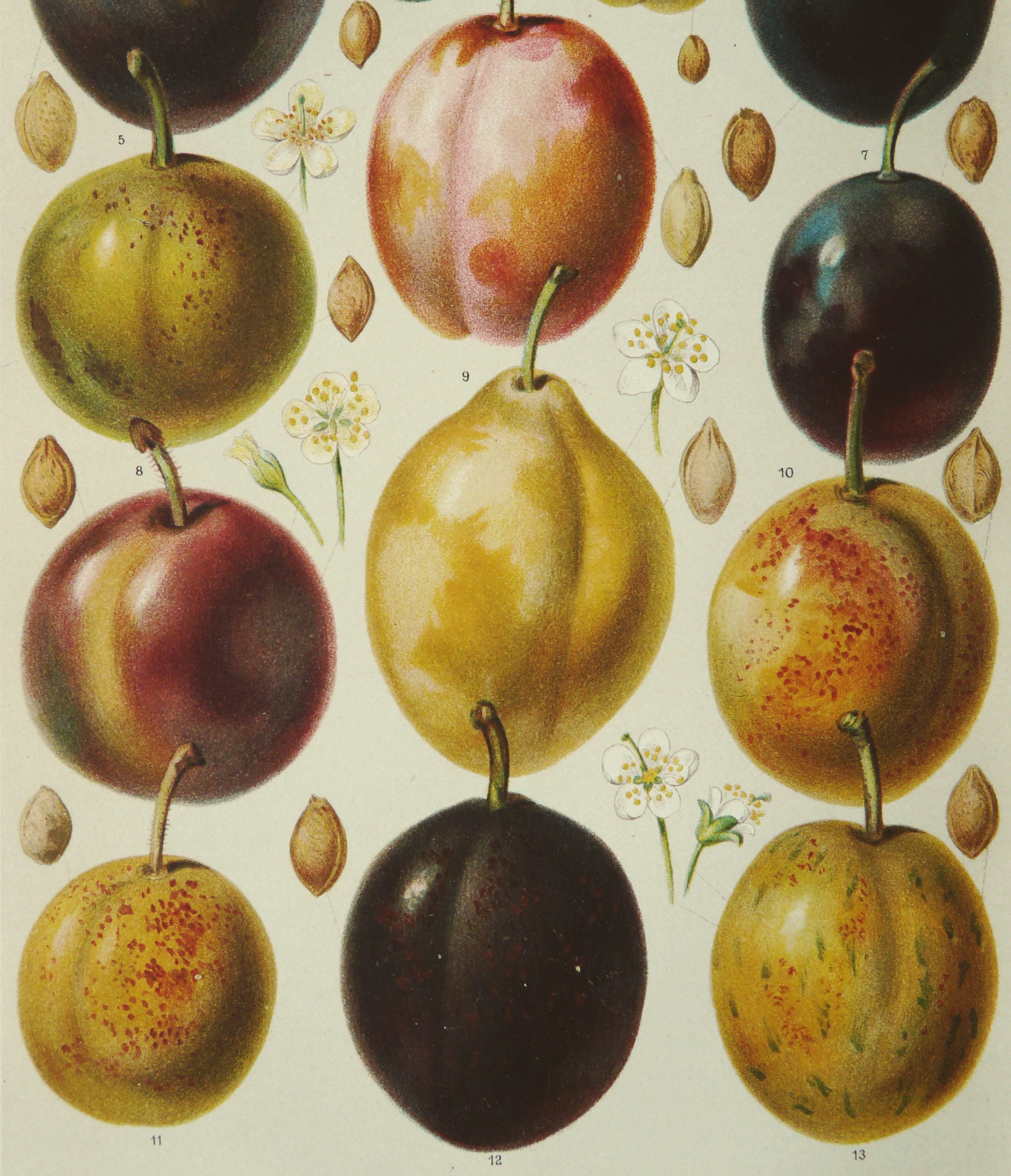 1897 Antique Lithograph of PLUMS, PRUNES, FRUITS. Kitchen Decor. Botany ...