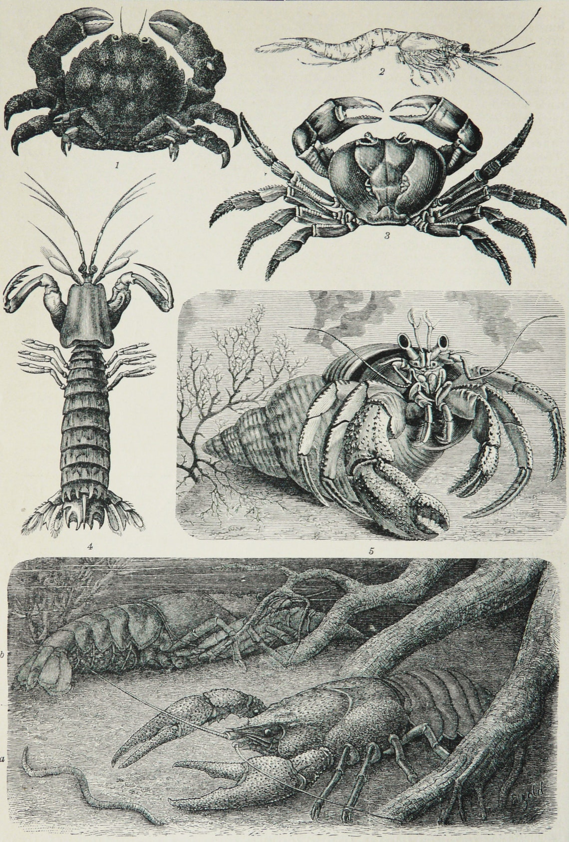 1895 Antique Print of CRUSTACEANS, Different Species. Lobsters. Crabs ...