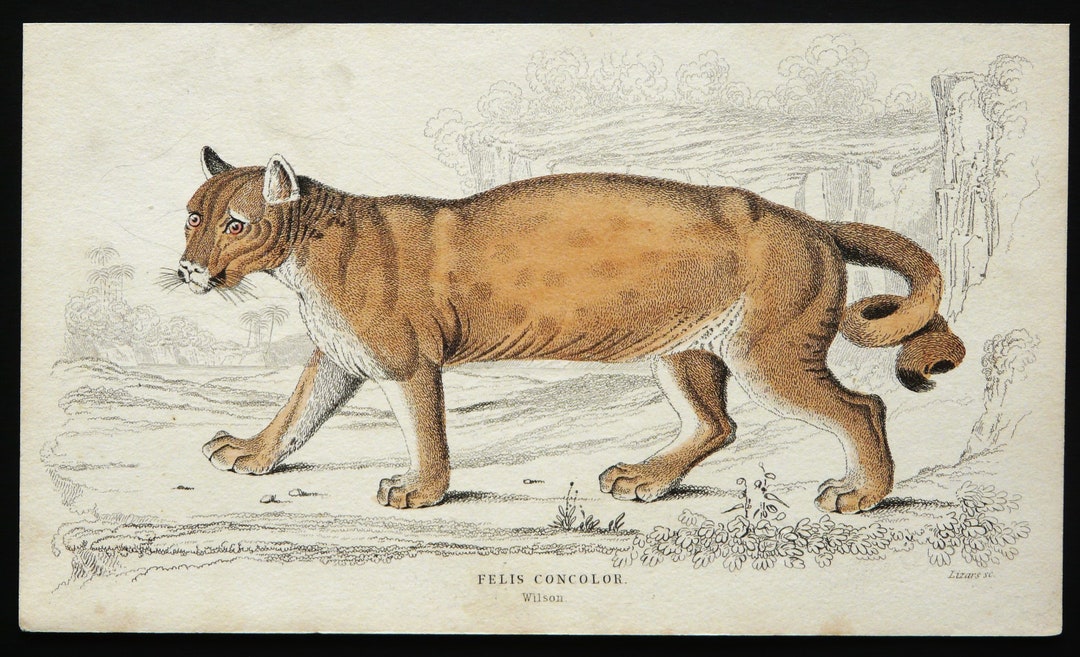 1834 Antique Engraving of a COUGAR. PUMA. Mountain Lion. Big Cat. Wild ...